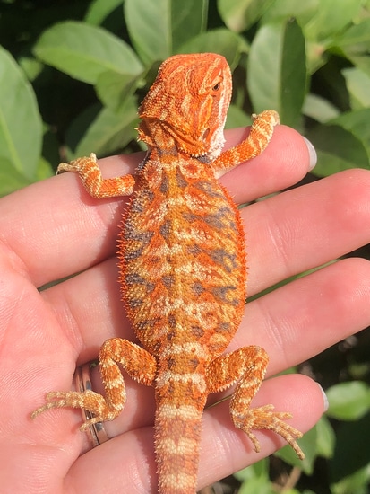 Super Sweet Hypo Tangerine Tiger Monster Line Male Het Translucent ...
