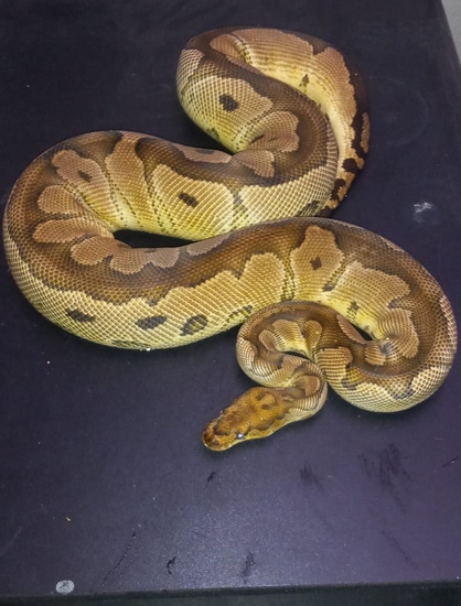 Orange Dream Clown Ball Python by Angel's Pythons