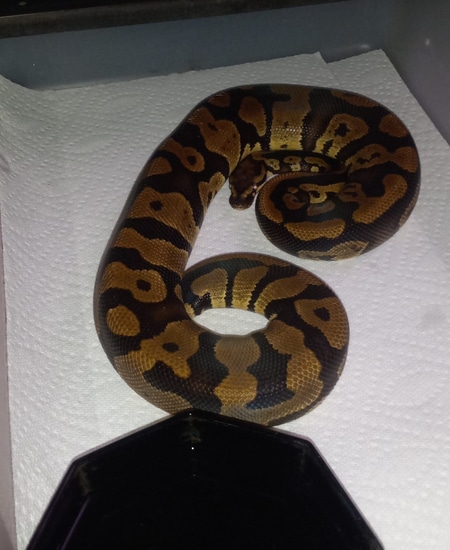 Acid 100% Het Clown Ball Python by Angel's Pythons