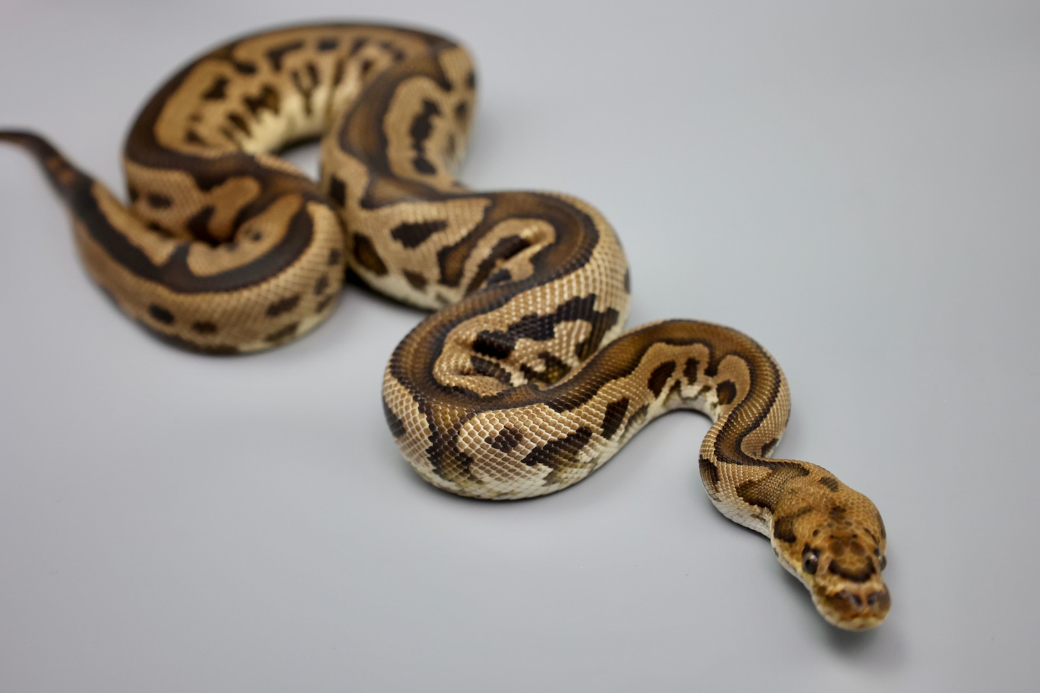 Leopard Yellowbelly Clown 66% Het Pied Ball Python by State 48 Exotics ...