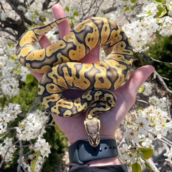 Pastel Lace Hypo Ball Python By State 48 Exotics