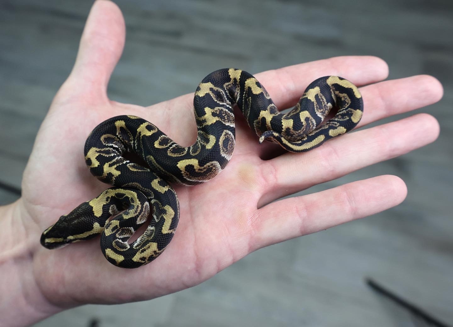 Ghi Het Puzzle Ball Python by State 48 Exotics - MorphMarket