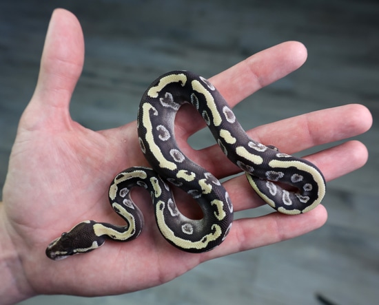 Ghi Mojave Het Puzzle Ball Python by State 48 Exotics