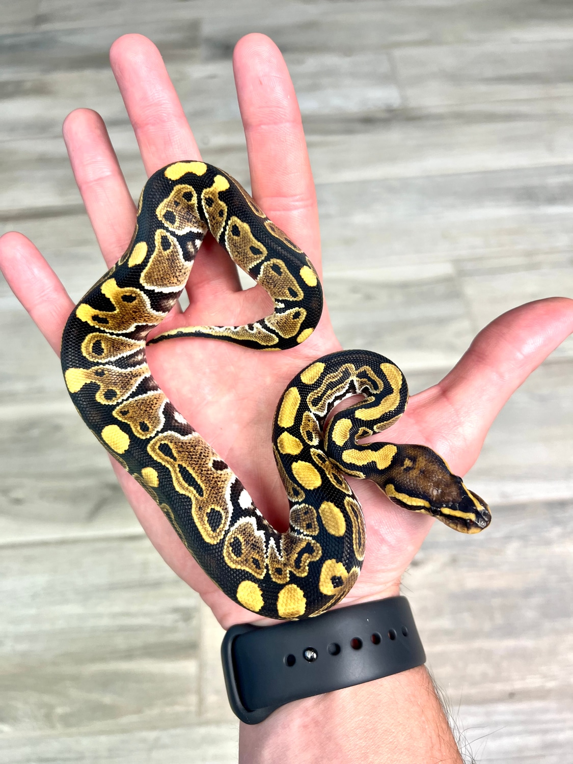 Lace Het Clown Het Hypo Ball Python by State 48 Exotics - MorphMarket
