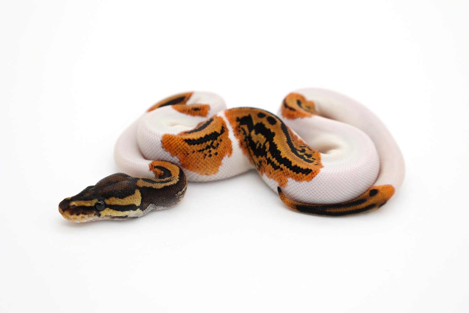 Yellowbelly Leopard Pied 100% Het Clown Ball Python by State 48 Exotics ...