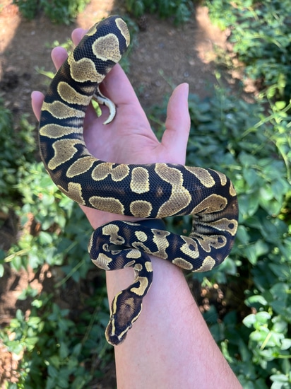 Gravel Lace Het Hypo Pied Ball Python By State 48 Exotics