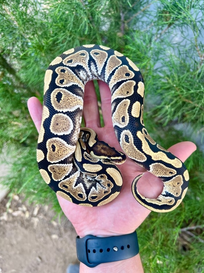 Lace Het Hypo Puzzle Ball Python by State 48 Exotics