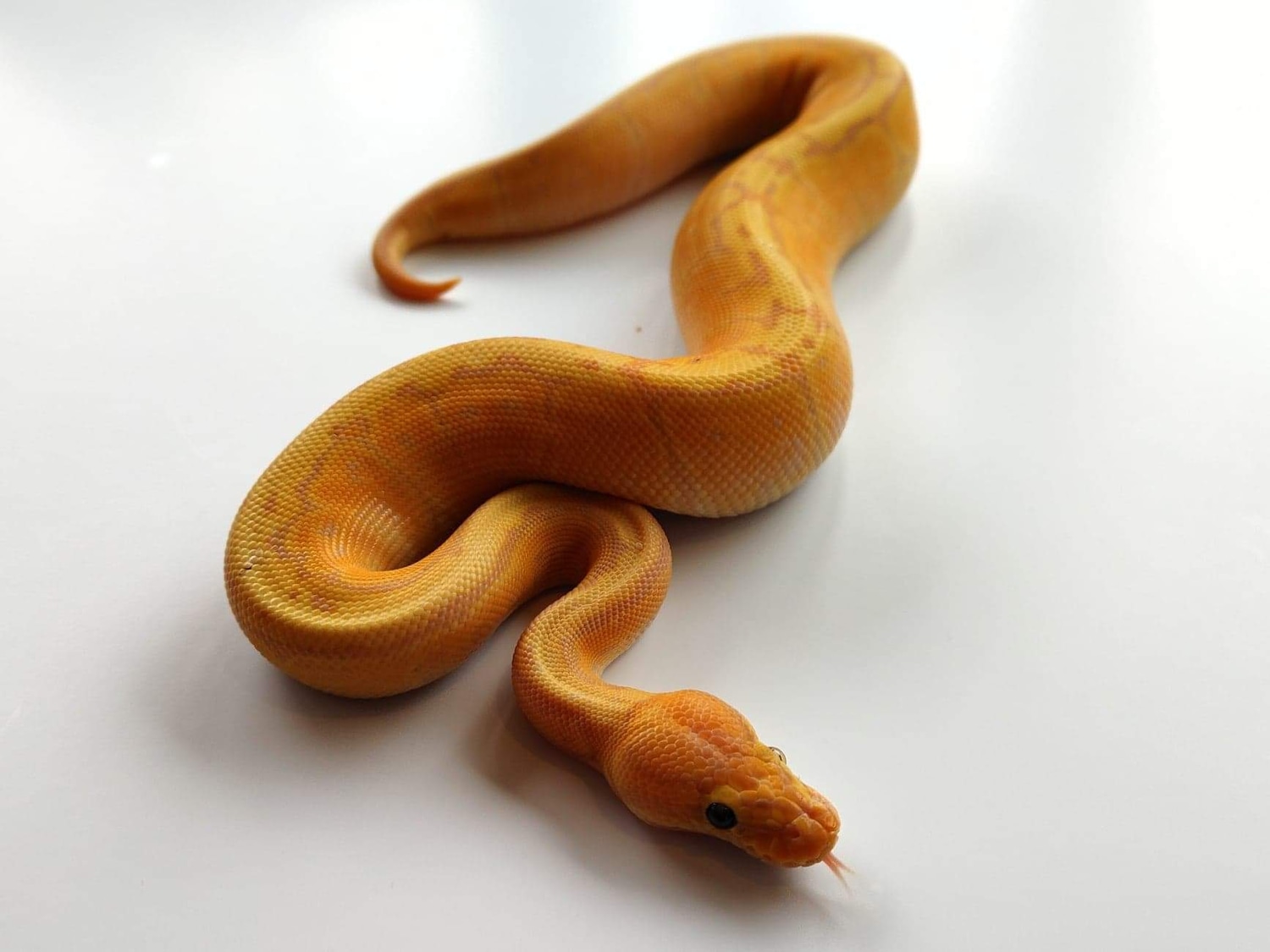 Banana Pinstripe Ball Python by Yeti Balls - MorphMarket