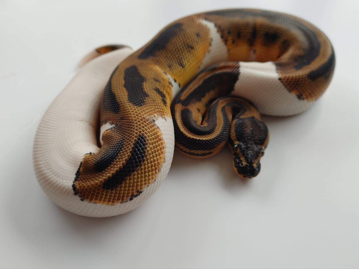 Pied Ball Python by Yeti Balls - MorphMarket