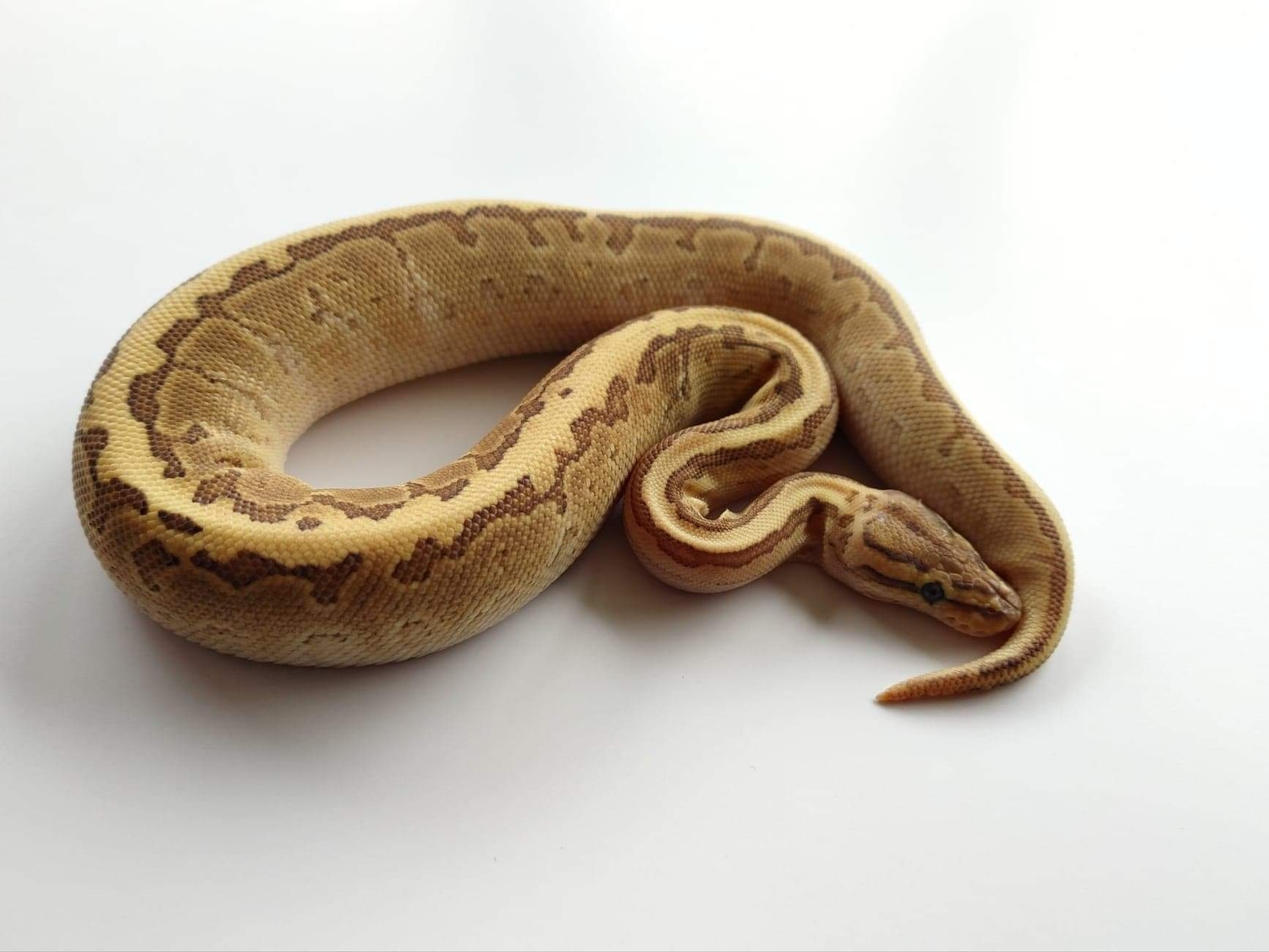 Fire Pinstripe Mojave Ball Python by Yeti Balls - MorphMarket