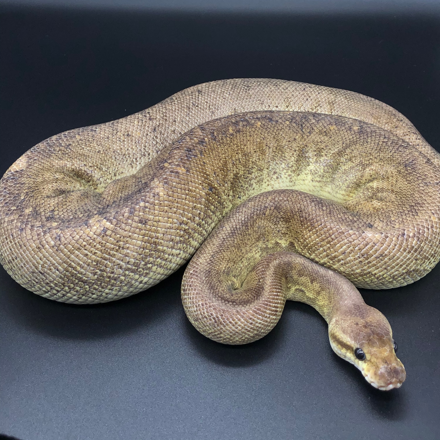 Gargoyle Pastel Ball Python by Yeti Balls - MorphMarket