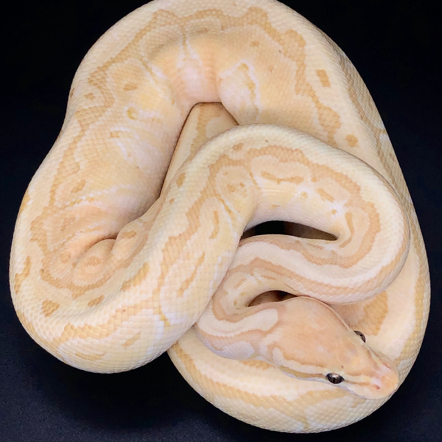 Banana Pinstripe Mojave Ball Python by Yeti Balls - MorphMarket