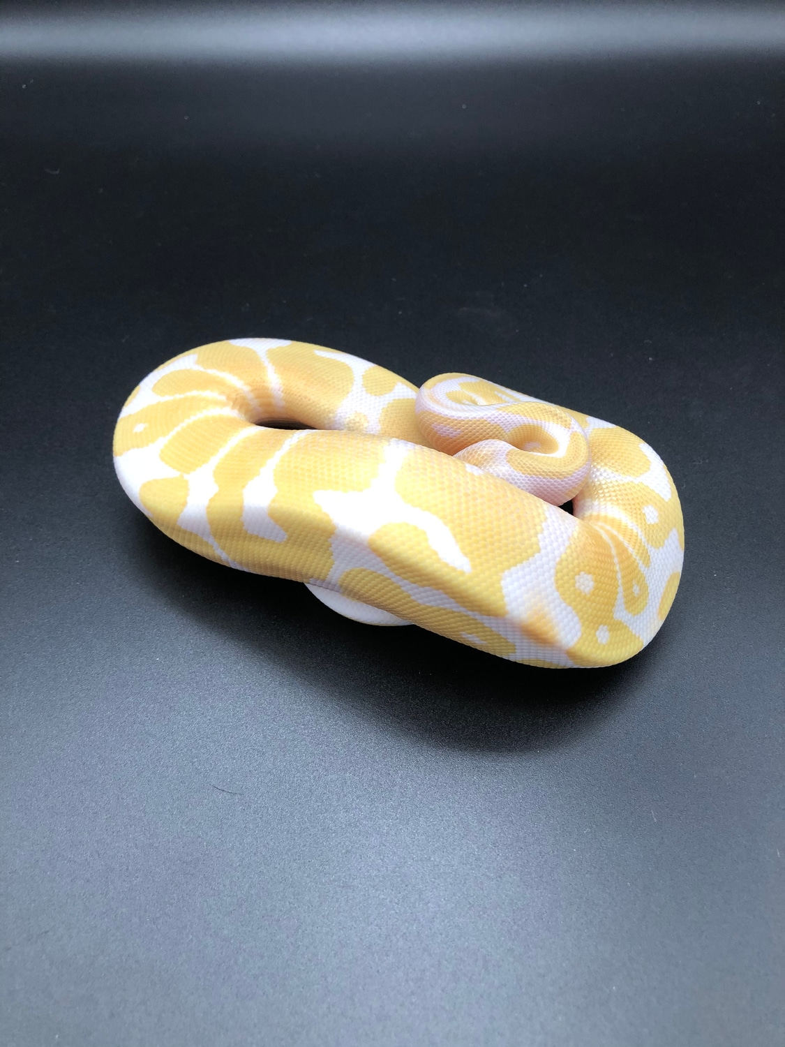 Albino Het Axanthic VPI Ball Python by Yeti Balls - MorphMarket