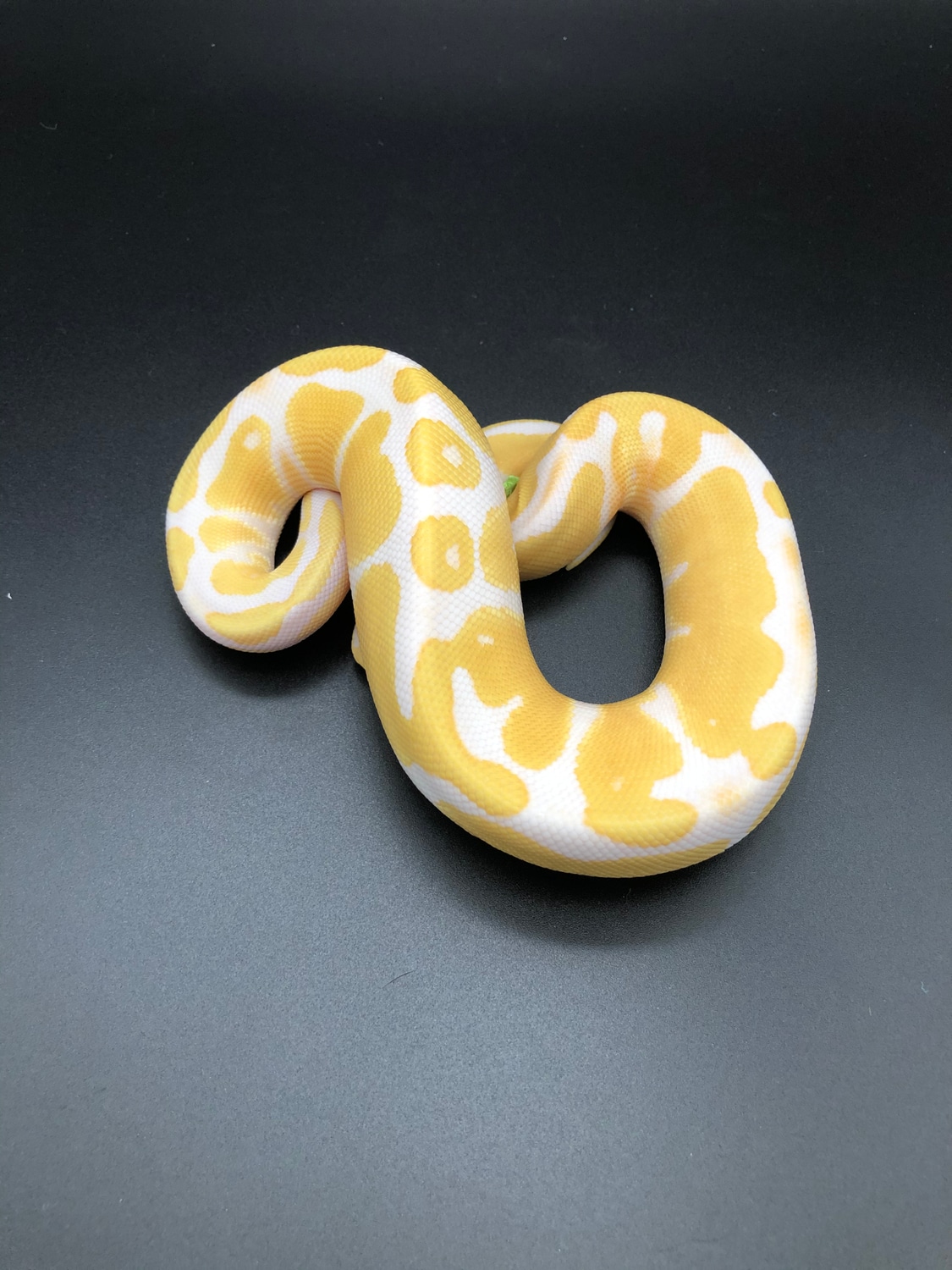Albino Het Axanthic VPI Ball Python by Yeti Balls - MorphMarket