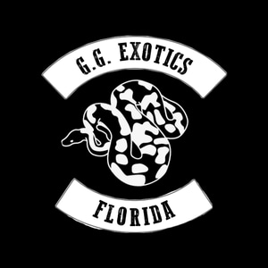 GG Exotics - MorphMarket