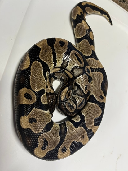 Het Pied Female Ball Python by GG Exotics
