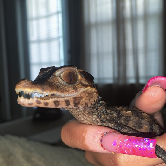 Cuvier’s Dwarf Caiman Cuvier's Dwarf Caiman by JYReptiles