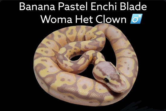 Banana Pastel Enchi Blade Woma Het Clown Ball Python by Dynamic Reptiles