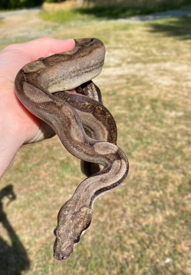 Colombian Motley 100% Het Lipstick Line And 100% Leopard Boa ...