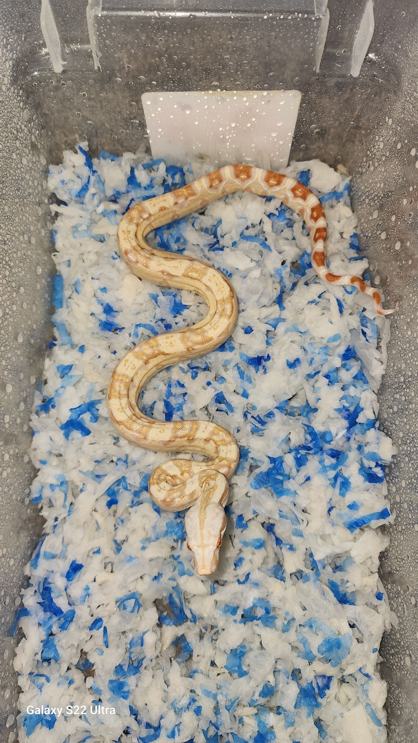 Sharp Albino Keltic (Purple Sharp Lineage) Boa Constrictor by YodasBoas ...