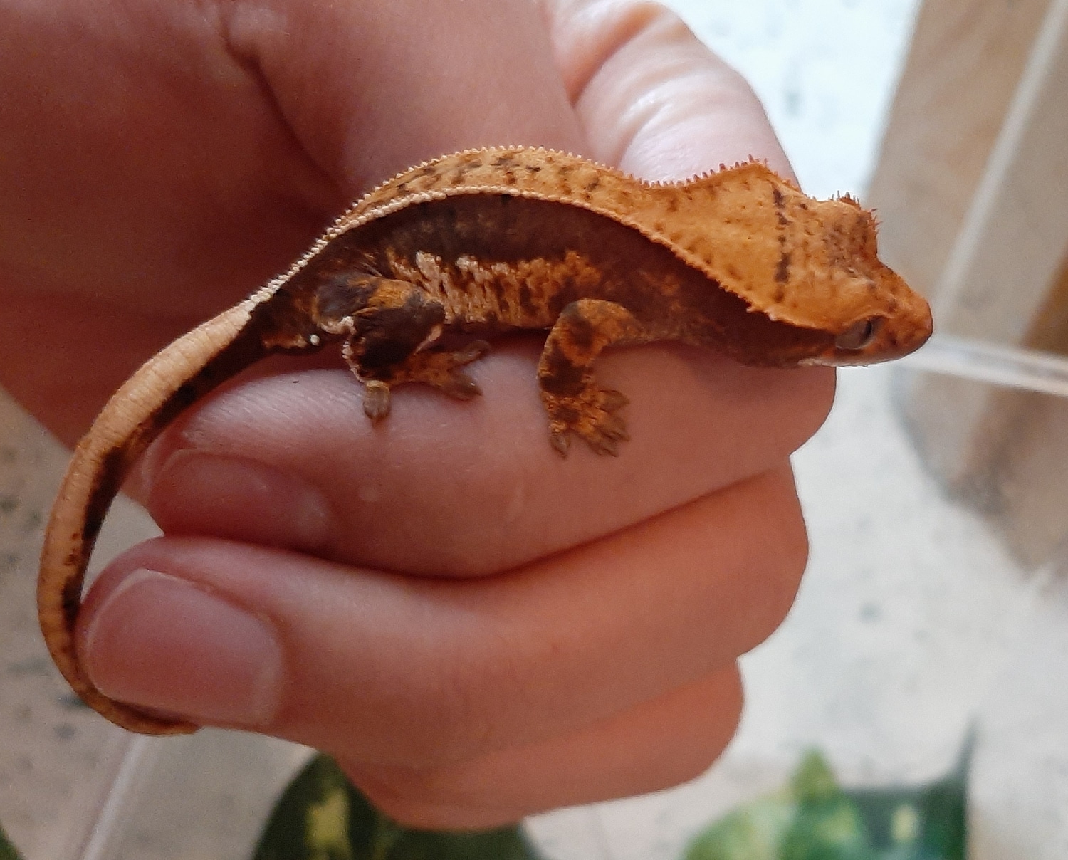 Flash Sale! High End Juvenile Geckos! Crested Gecko by Gentle Gecko ...