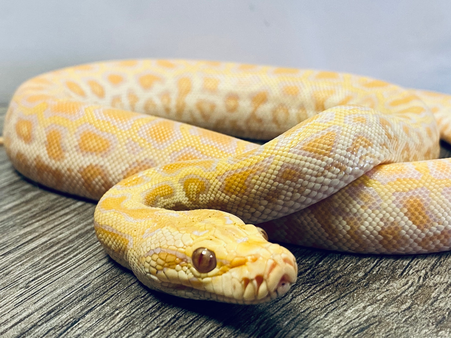 Pearl Burmese Burmese Python by Yorkshire Reptile - MorphMarket