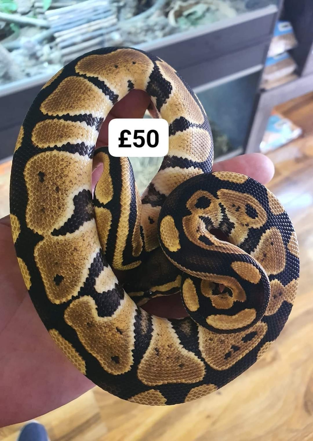 Pastel Pos Het Pied Ball Python by Yorkshire reptile - MorphMarket