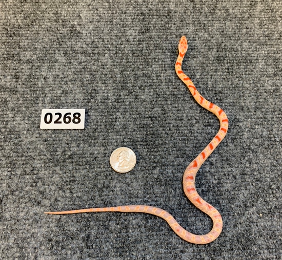 Amel High White Okeetee Male 2019 Juvenile Corn Snake by Reptiles by Alex