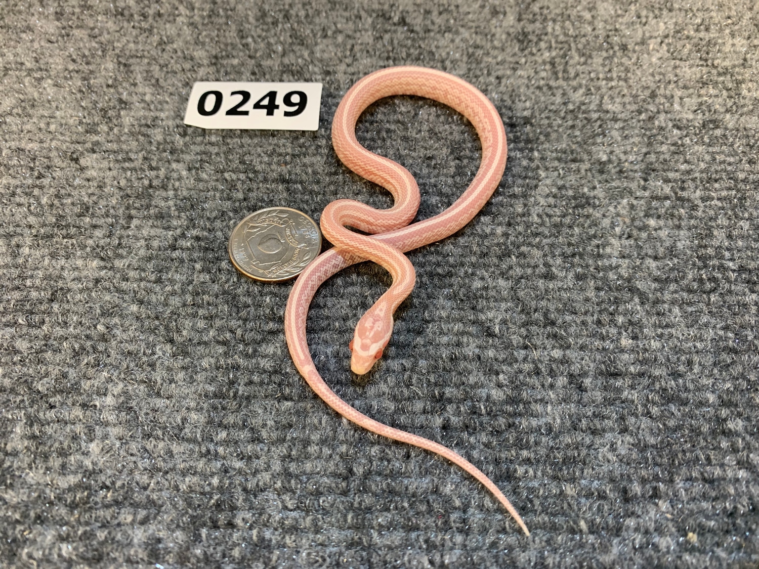 Snow Tessera Male 2019 Juvenile Corn Snake by Reptiles by Alex ...