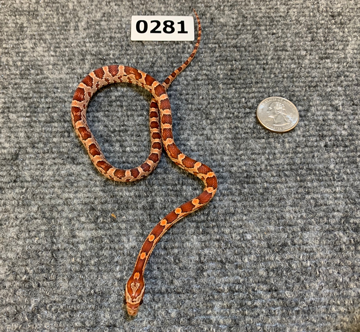 Het Amel, Diffused, & Lavender Female 2019 Juvenile Corn Snake by ...