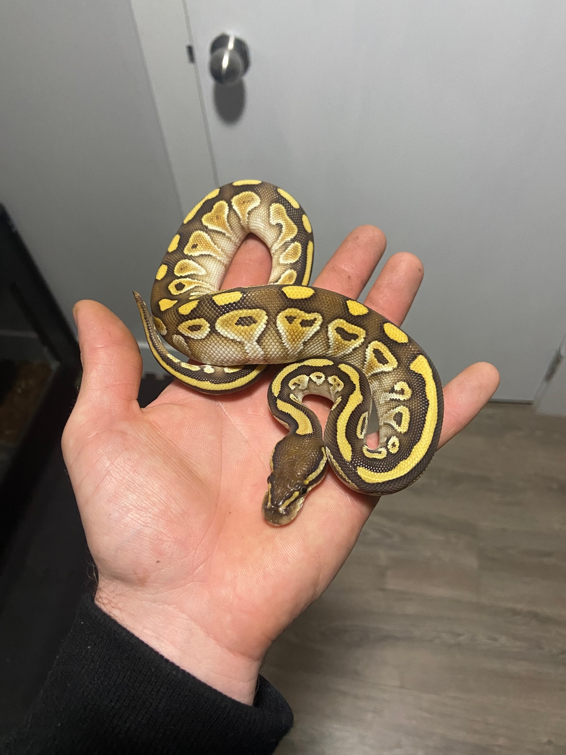Lesser Het Clown Ball Python by Young&wild reptiles - MorphMarket