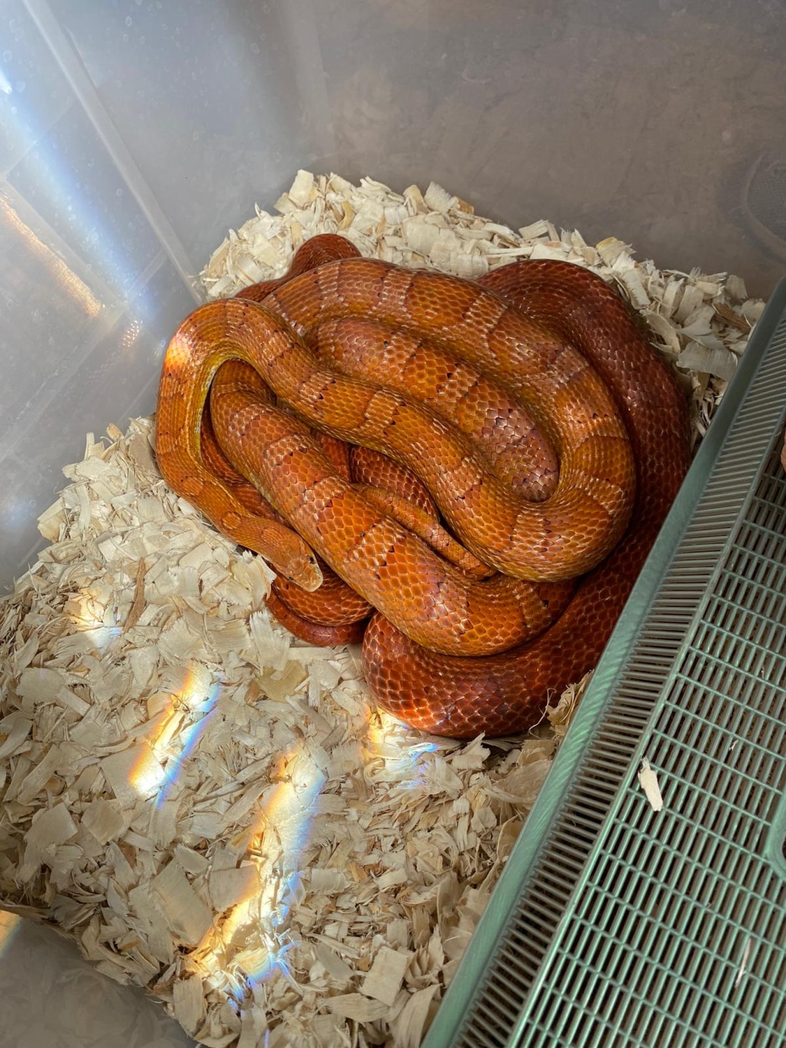Outcrossed Lineage Het Palmetto Corn Snake by Scales and Quails LLC ...