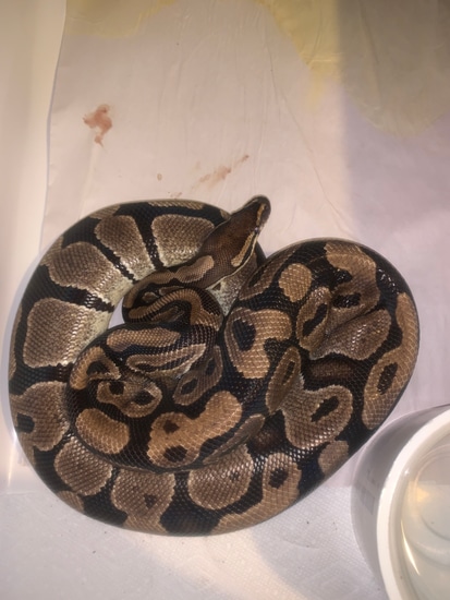 Normal Proven Breeder Ball Python by NKS Reptiles