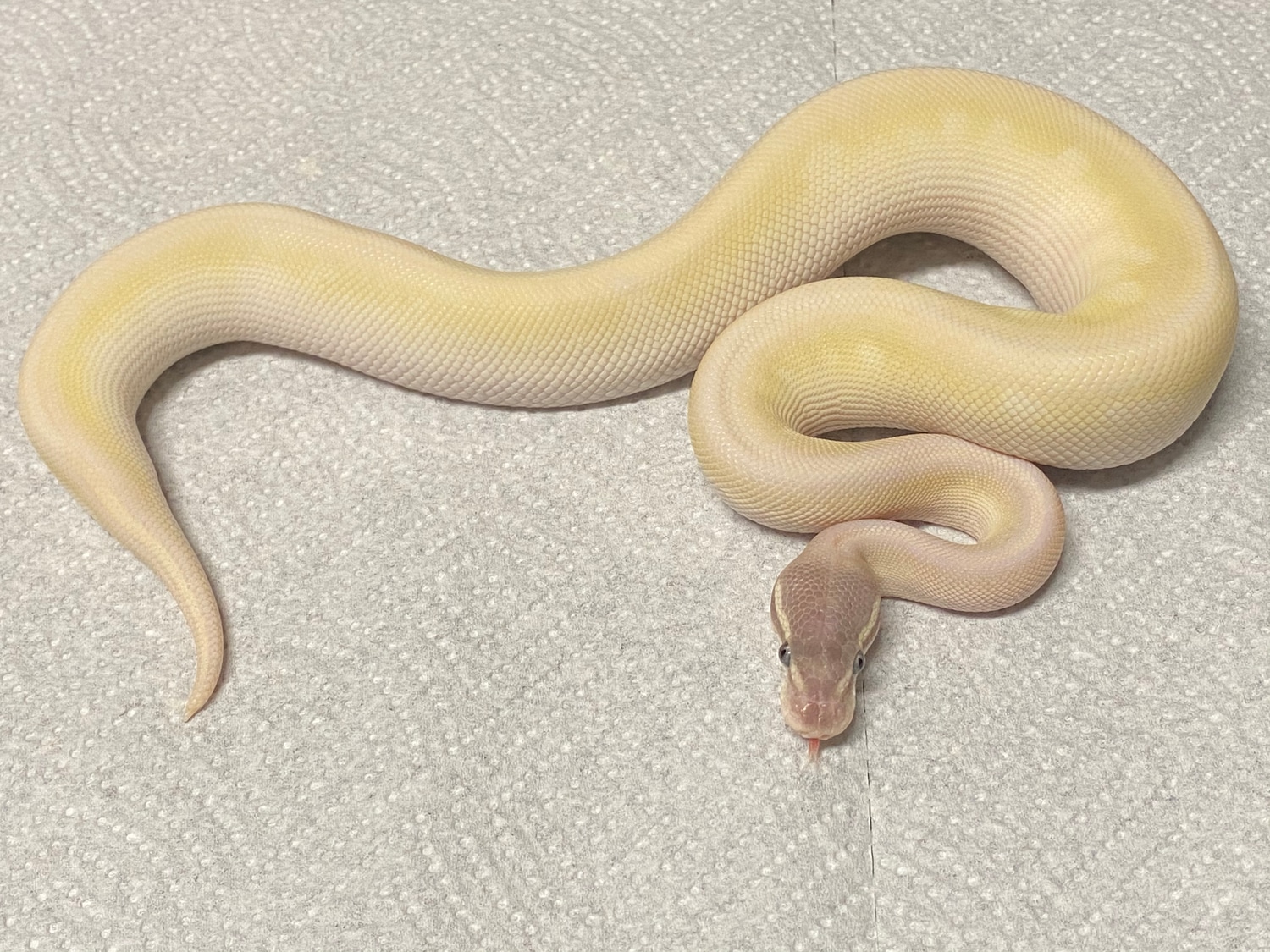 !Free Shipping US! Super Mojave (19-090104) Ball Python by NKS Reptiles ...