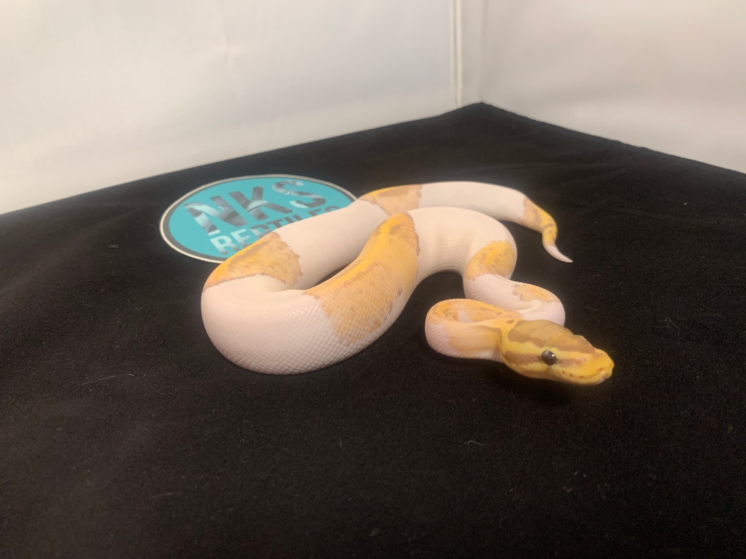Banana Pastel Pied (21-070208) Ball Python by NKS Reptiles - MorphMarket