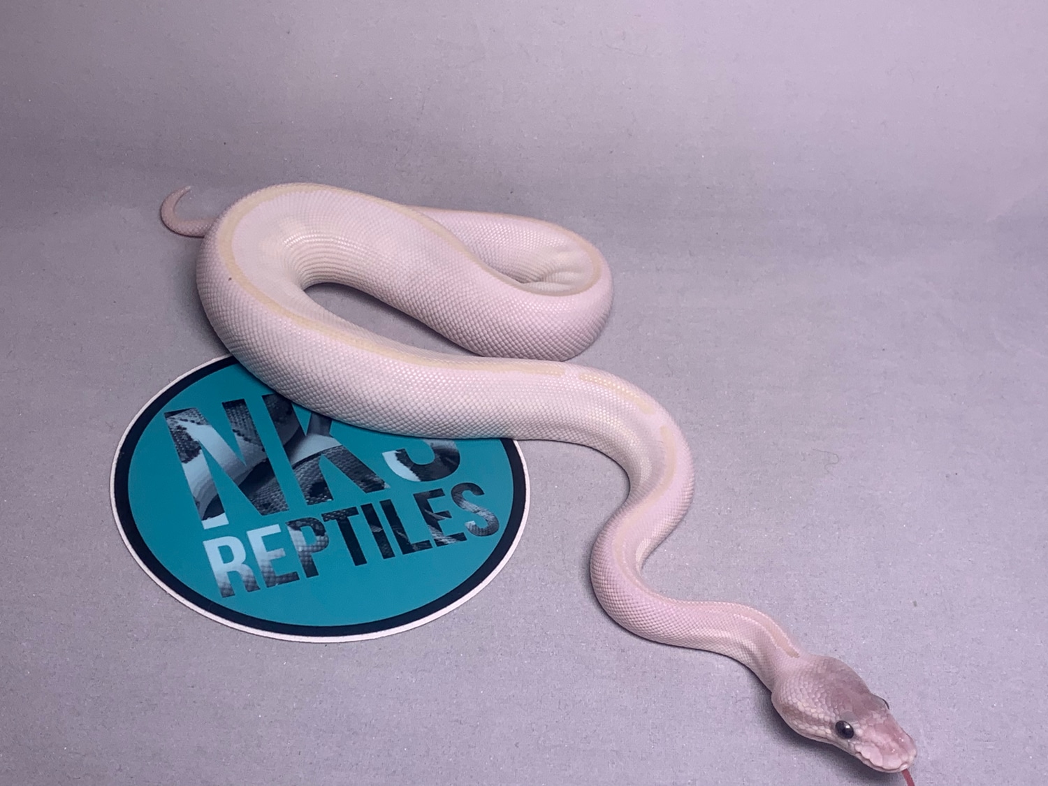 Mystic Russo Possible G-stripe (21-080636) Ball Python by NKS Reptiles ...