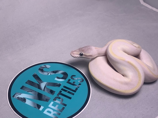 Mystic Russo Possible G-stripe (21-080637) Ball Python by NKS Reptiles