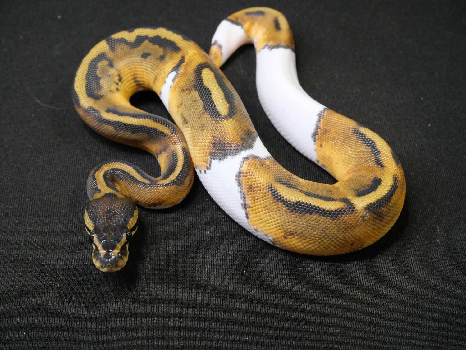 Pastel Pied Female Ball Python by NKS Reptiles - MorphMarket
