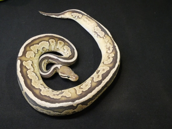 Pastel Cinnamon Creed Ball Python by NKS Reptiles