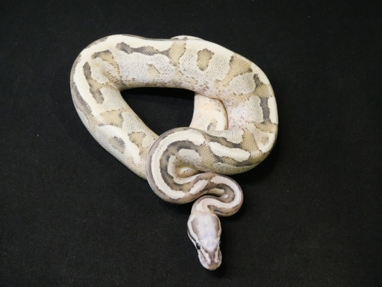 Vanilla Pastel Creed Ball Python by NKS Reptiles