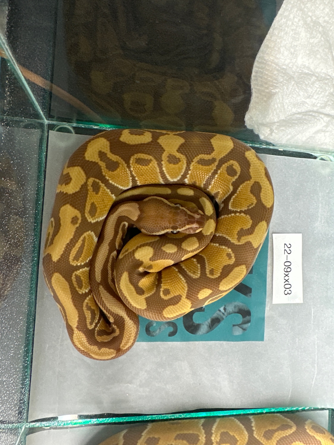 2022 Ultramel OD Male Free Shipping Ball Python by NKS Reptiles ...