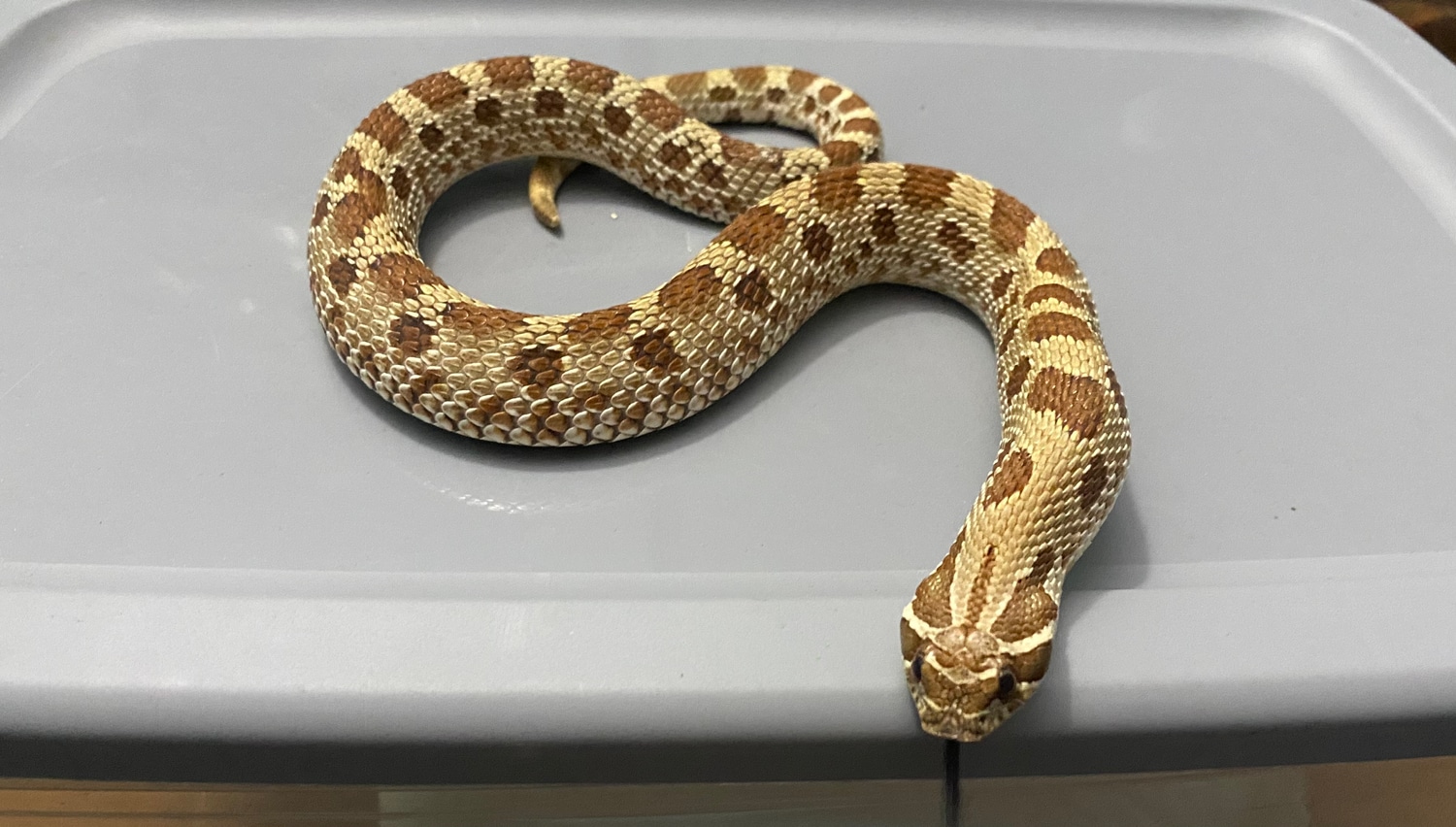 Lemon Ghost Anaconda Het Toffee Western Hognose by NKS Reptiles ...