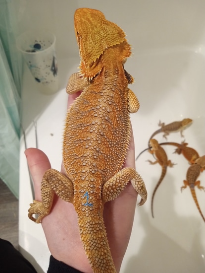 Gray And Orange Bearded Dragon 1 Central Bearded Dragon by Traveling ...