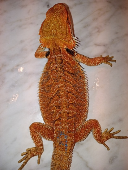 Bright Red Beauty Central Bearded Dragon by Traveling Dragons
