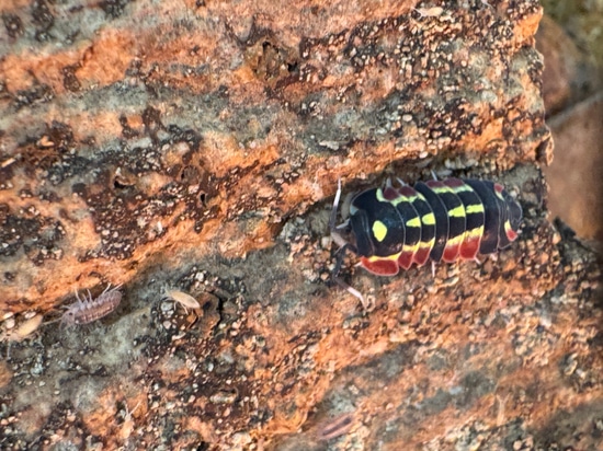 10 CT Ardentiella / Merulanella Red Diablo Isopod by YFPD