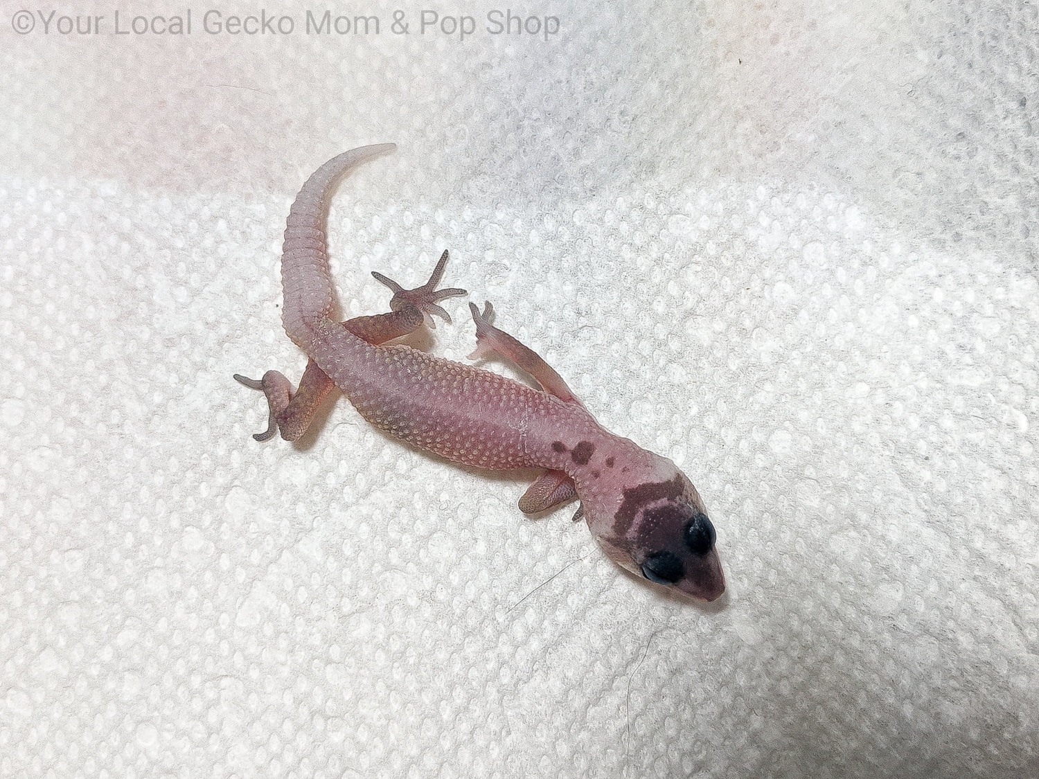 Mack Snow Patternless Eclipse Pet Only Leopard Gecko by Your Local ...