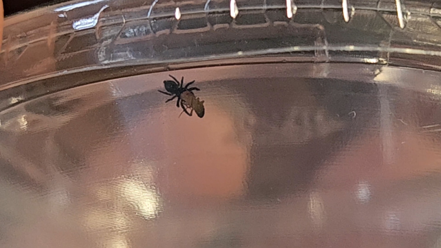 Phiddipus Audax Slings Unsexed True Spider by Your Local Gecko Mom and ...