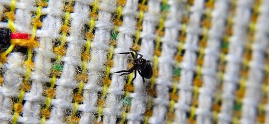 Phiddipus Audax Unsexed Sling Other Spider by Your Local Gecko Mom and ...