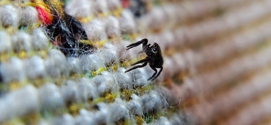 Phiddipus Audax Unsexed Sling Other Spider by Your Local Gecko Mom and ...