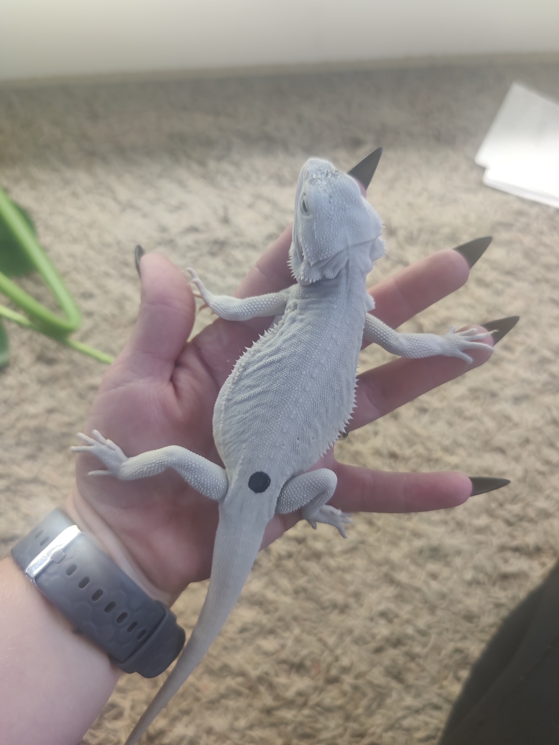 Hypo Zero Leatherback Central Bearded Dragon by Your Next Dragon ...